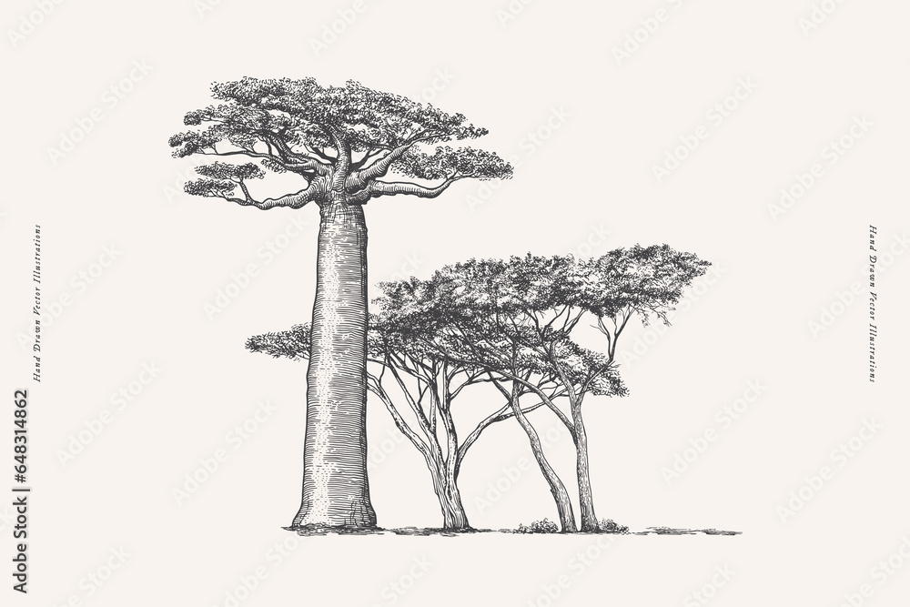 Mighty baobab and acacia in engraving style. Hand drawn African savanna ...