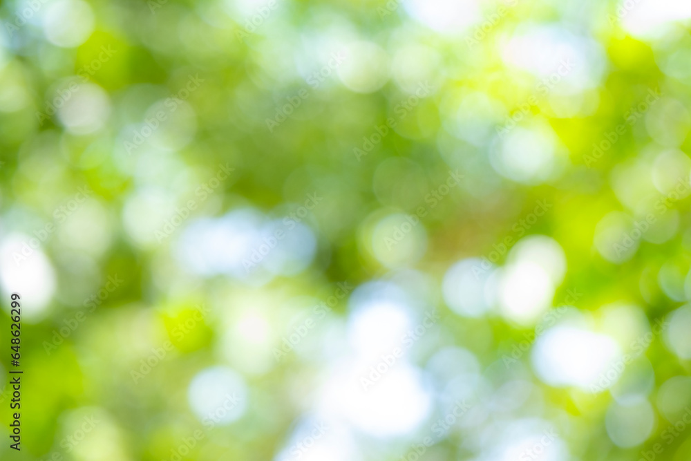 Green bokeh light nature from tree and sky background is a shiny ...