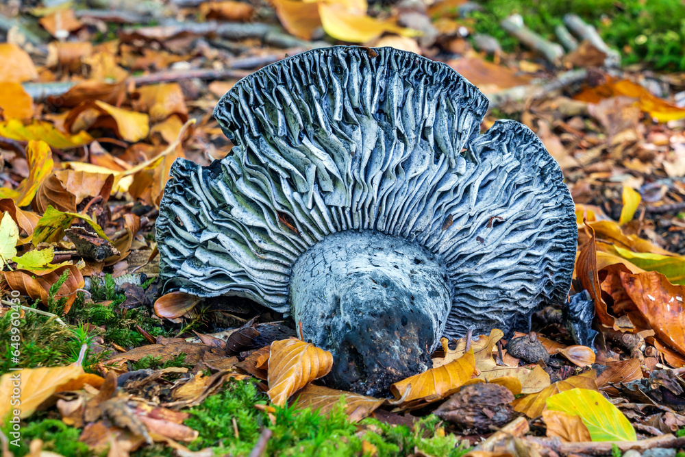 A fallen blackening brittlegill or blackening russula (Russula ...