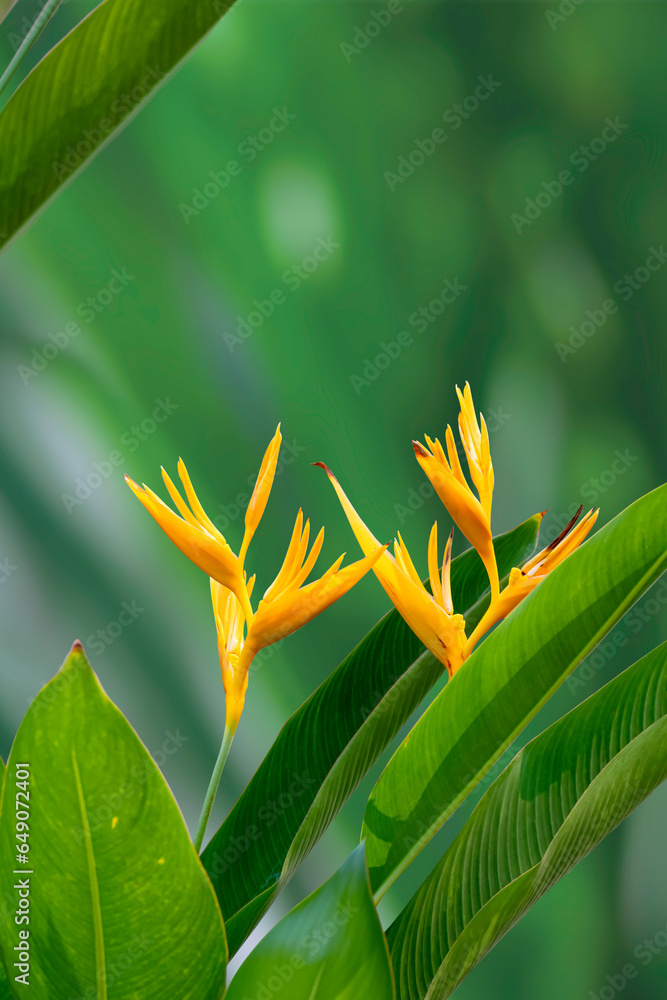 Beautiful yellow parrot's beak flowers ( Heliconia Psittacorum ) are ...
