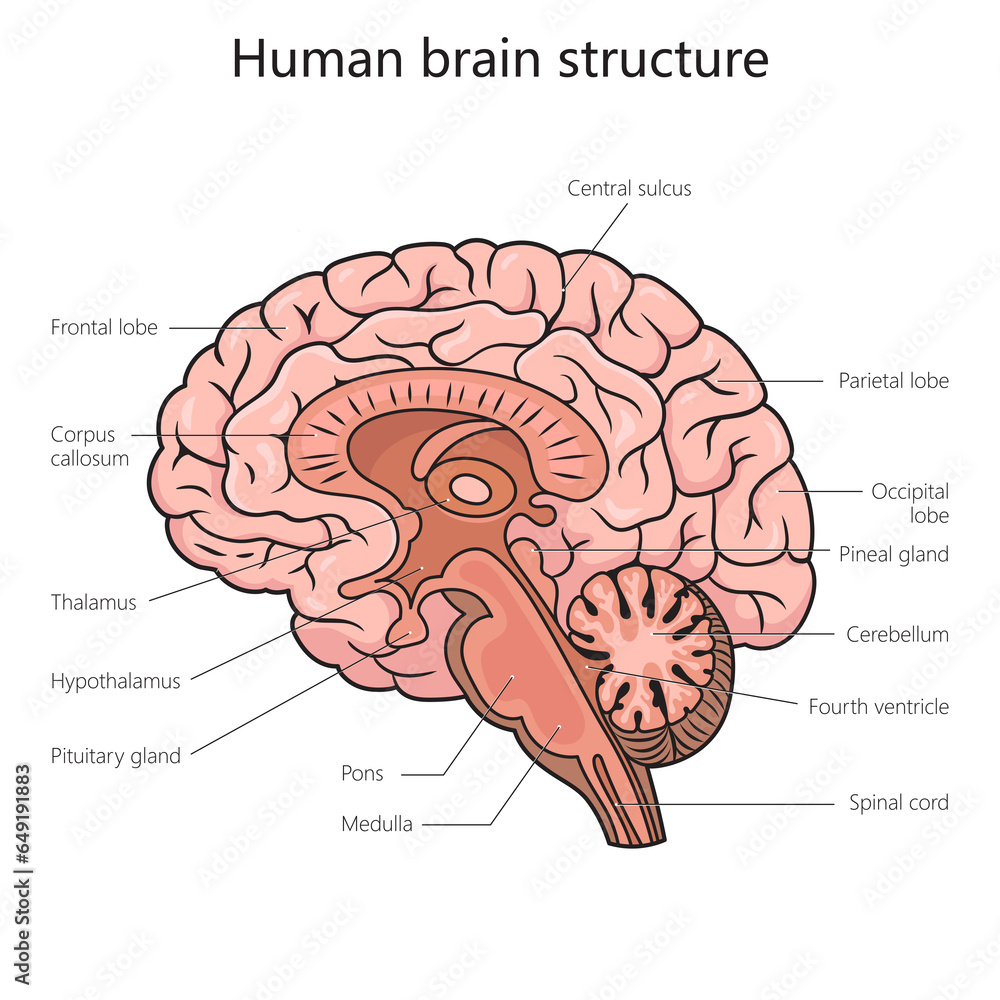 Human brain cross section structure lateral view diagram schematic ...