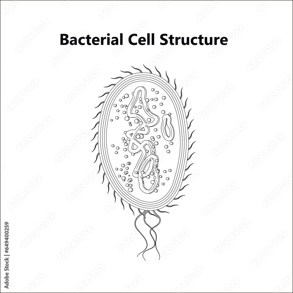 Bacterial cell anatomy labeling structures on a bacillus cell with ...