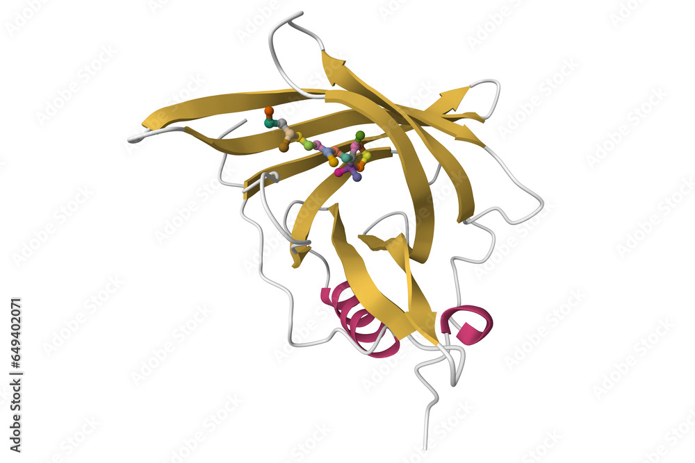 Crystal structure of the trigonal form of human plasma retinol-binding ...