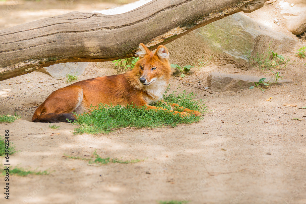 Dhole , Cuon alpinus, Indian wild dog, red dog, red wolf, mountain wolf ...