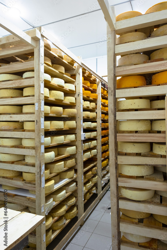 Round cheese heads in the cheese factory lie on the shelves of the ...