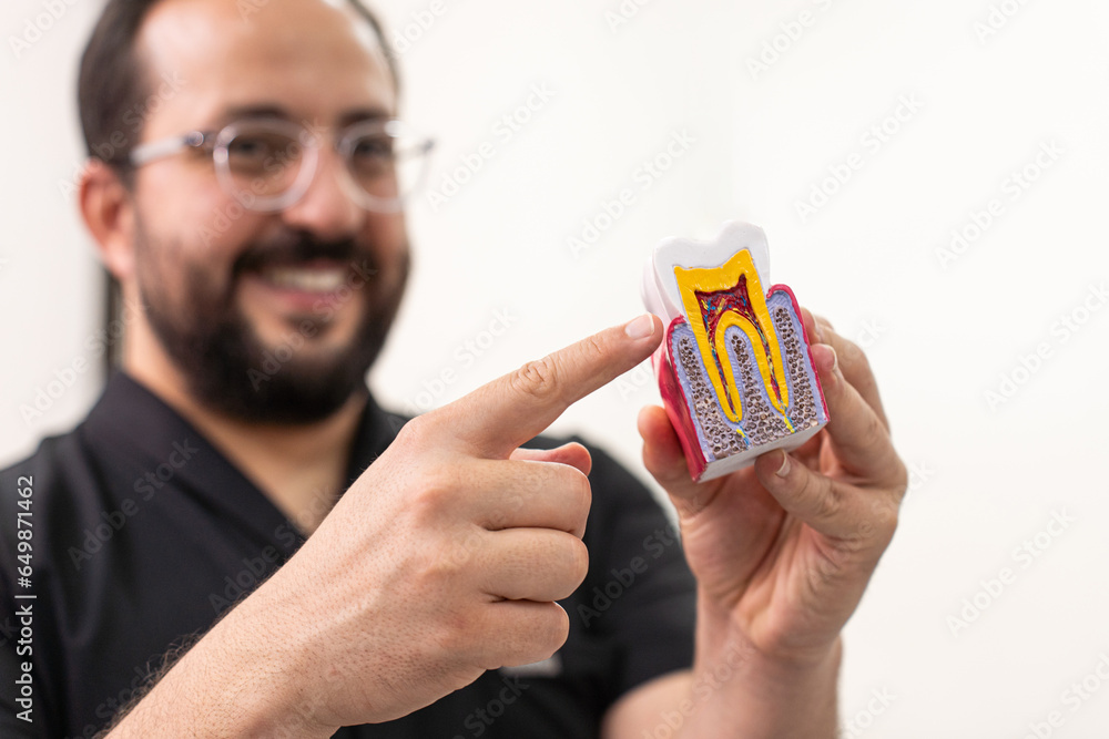 Happy dentist showing plastic model of cut healthy human tooth in ...