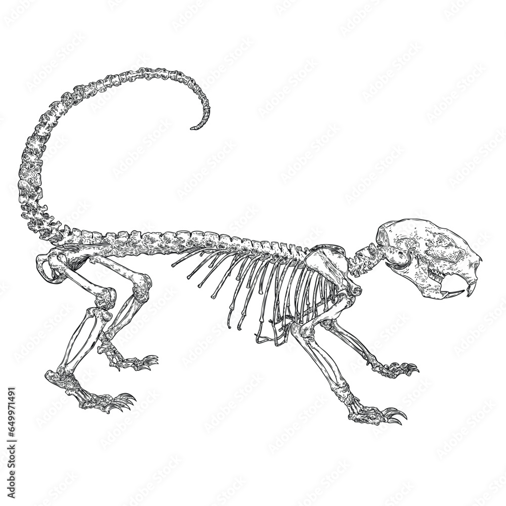 Porcupine skeleton illustration, drawing and engraving ink line art ...