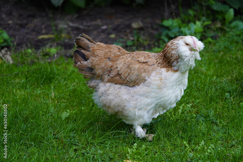 The German salmon chicken is a breed of domestic chicken (Gallus gallus ...