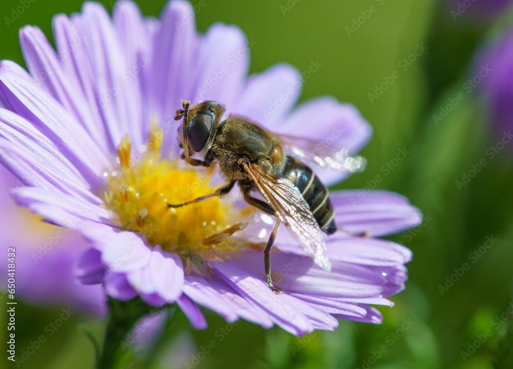 Aster alpine blue - Aster alpinus - purple flower is classified as a ...