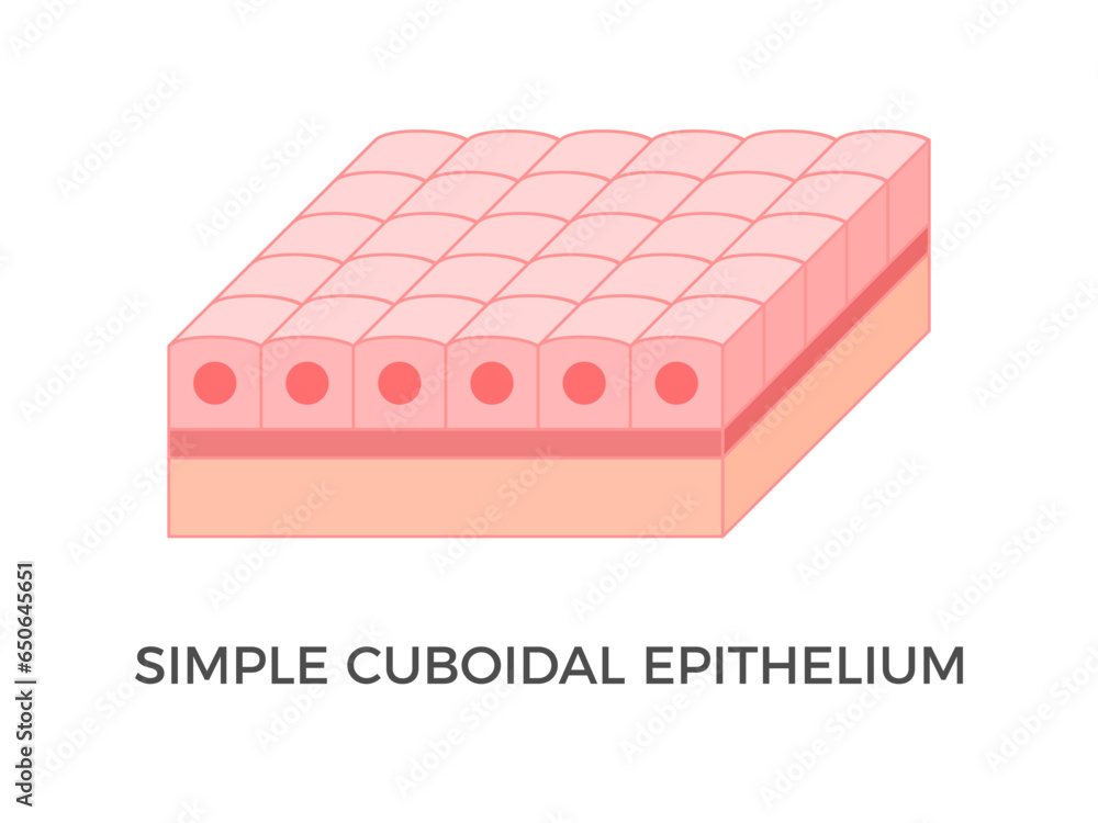 Simple columnar epithelium. Epithelial tissue types. Tall and slender ...