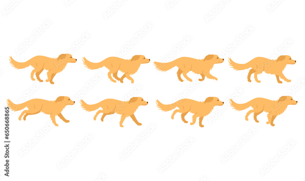 Golden retriever cycle of a dog running animation. Stop motion sequence ...