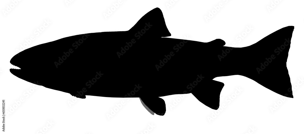 Big stencil-plate rainbow trout. River fish side view silhouette ...