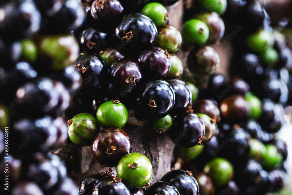 jabuticaba or jaboticaba is the fruit of the jaboticabeira or ...