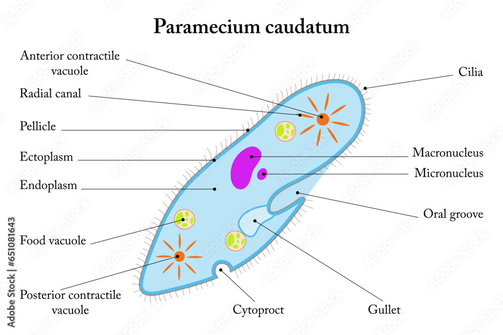 Labelled diagram of Paramecium caudatum. Stock Vector | Adobe Stock