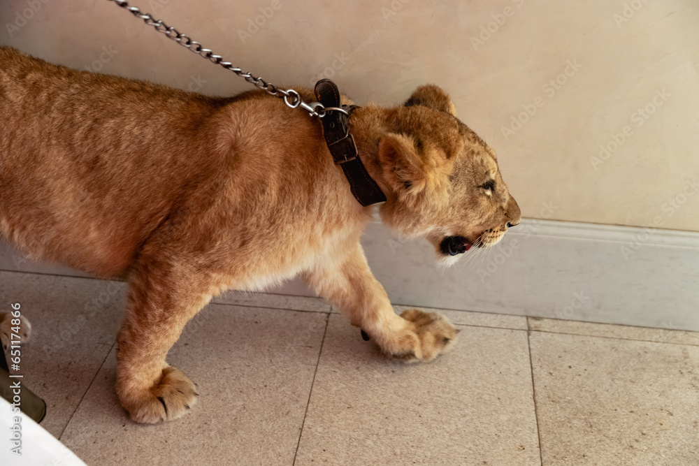 A chained lion in human captivity with its mouth open, yearning for ...