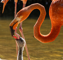 Flamingo Feeding Young Free Stock Photo - Public Domain Pictures