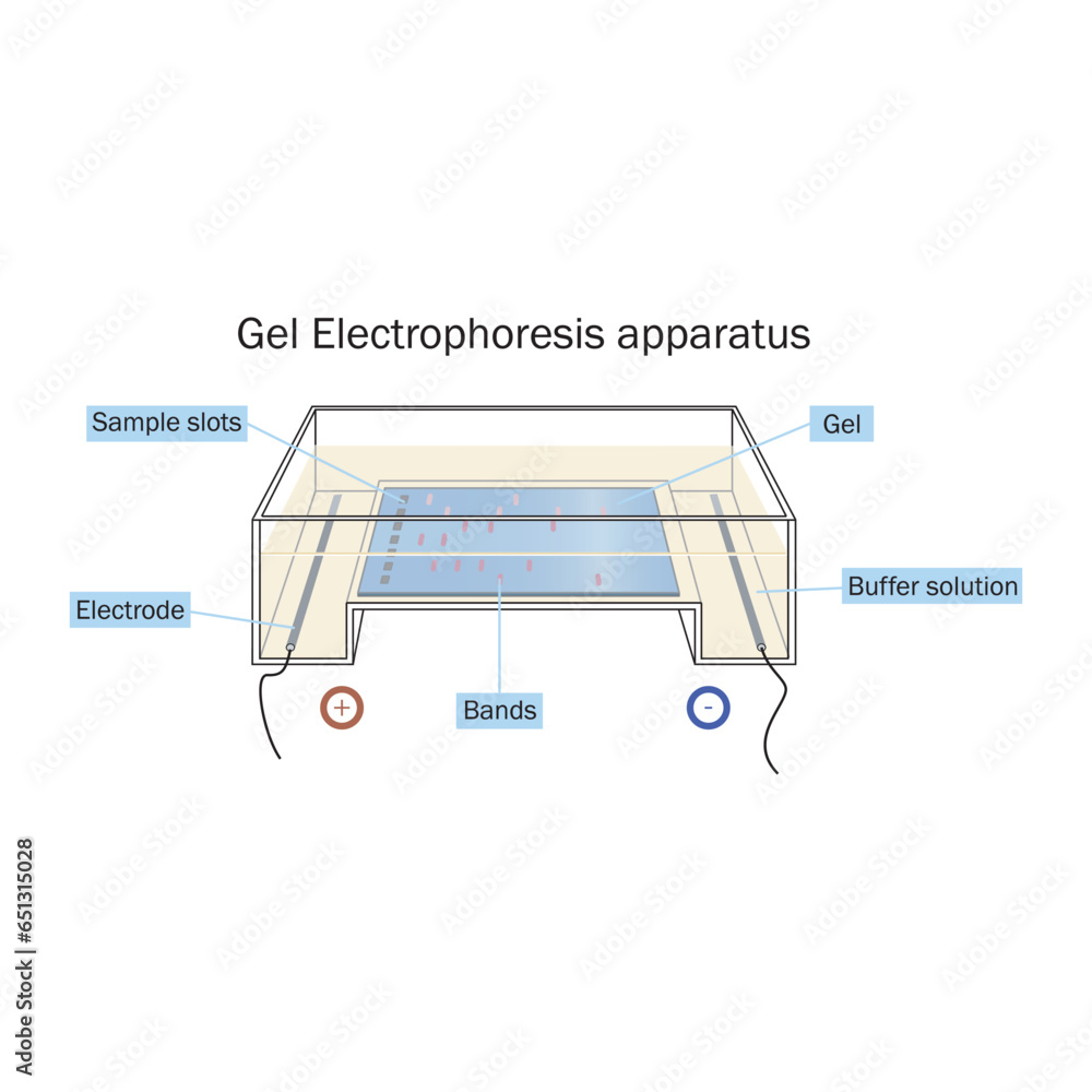 Diagram showing gel electrophoresis apparatus - labolatory equipment ...