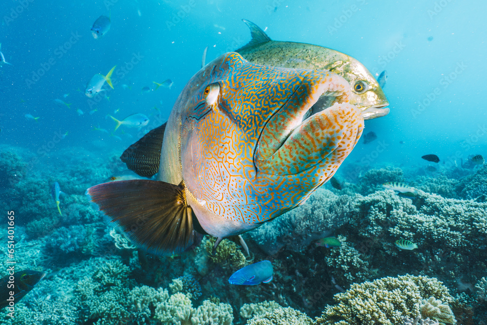 Cheilinus undulatus, maori wrasse humphead fish in australia Stock ...