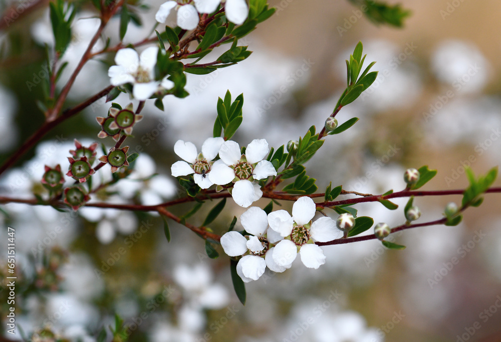 White flowers of the Australian native Flaky Barked Tea Tree, Gaudium ...