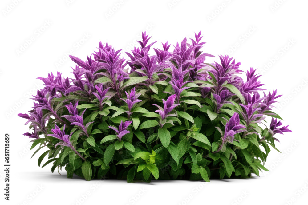 blooming salvia bush, png file of isolated cutout object with shadow on ...