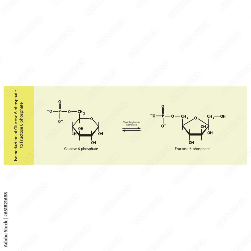 Isomeriaztion of Glucose 6 phosphate to Fructose 6 phosphate via ...