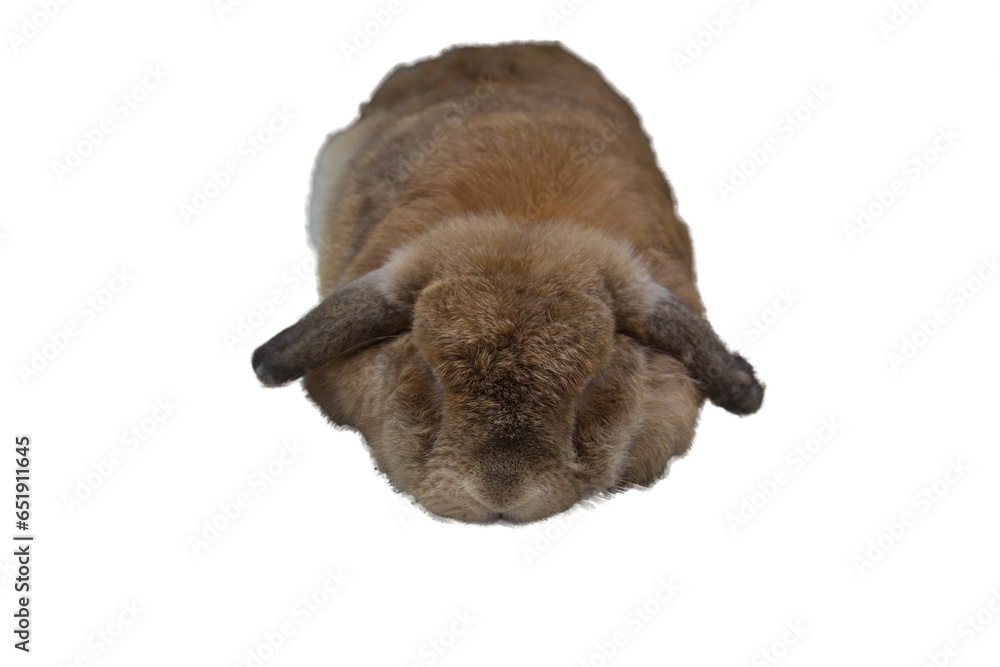 Cute rabbit with sagging ears and chubby brown is sleeping. It was ...