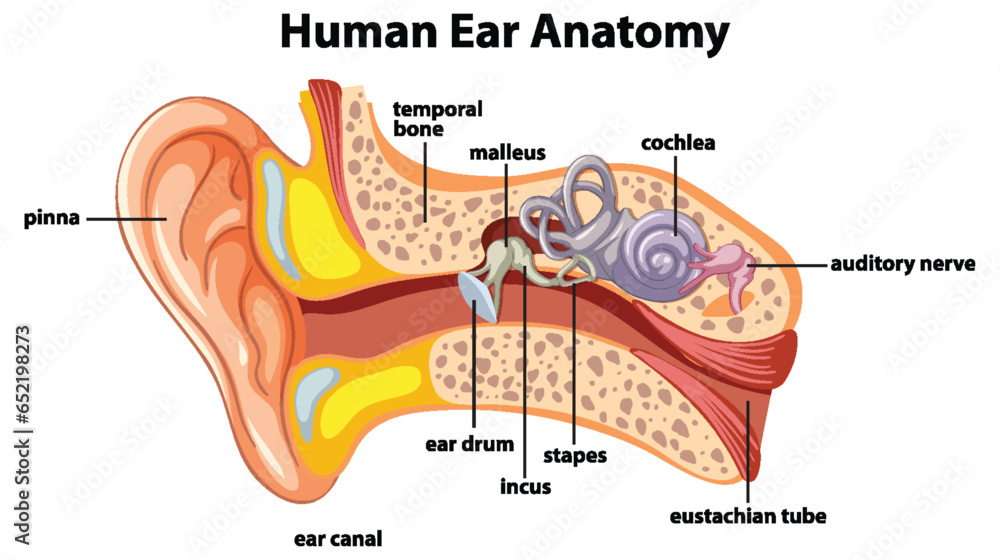 Vector de Stock Educational Infographic on Human Ear Anatomy | Adobe Stock