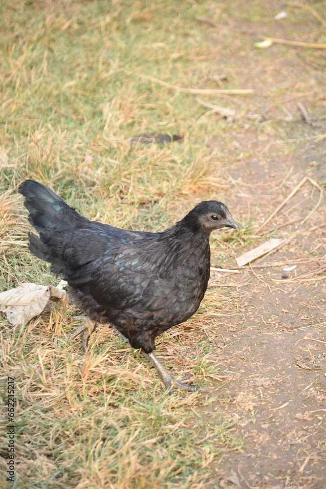 Kadaknath Kali Masi Fully Black Chicken Breed in Backyard Farm Foraging ...
