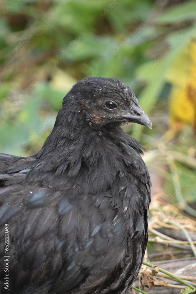 Kadaknath Kali Masi Fully Black Chicken Breed in Backyard Farm Foraging ...