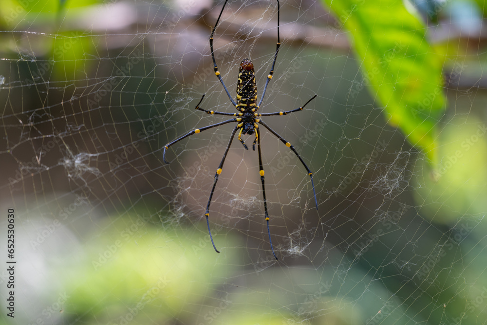 Spider Nephila pilipes, northern golden orb weaver or giant golden orb ...