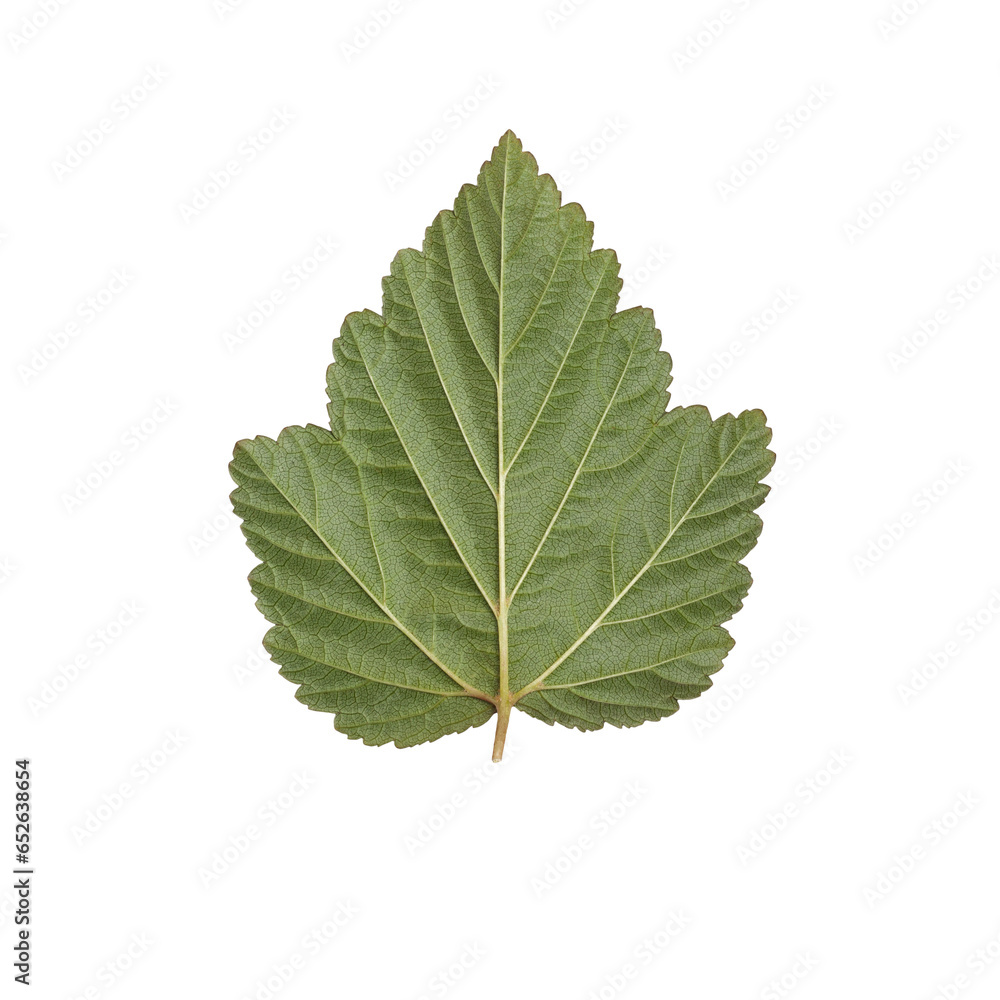 Inner side of the leaf. Slightly wavy surface with clearly defined ...