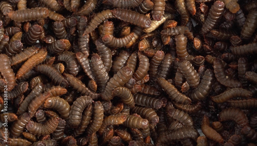 Black soldier flies at the pupal stage. larvae production facility ...