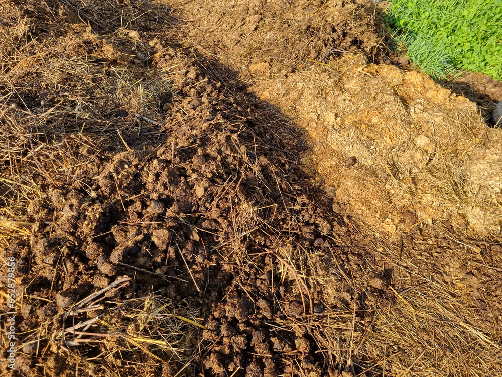 Ecological farming. Horse manure on straw, illuminated by the morning ...