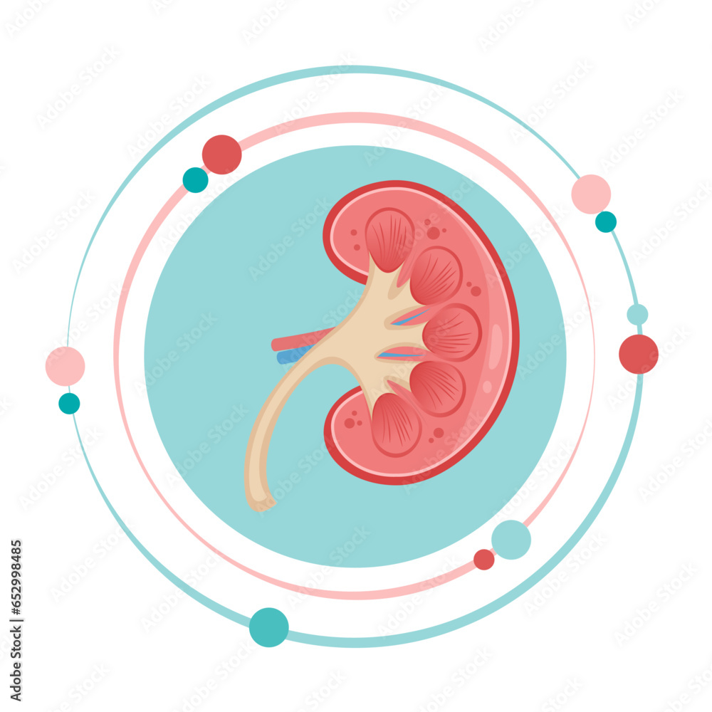 Kidney anatomy vector illustration graphic icon symbol Stock Vector ...