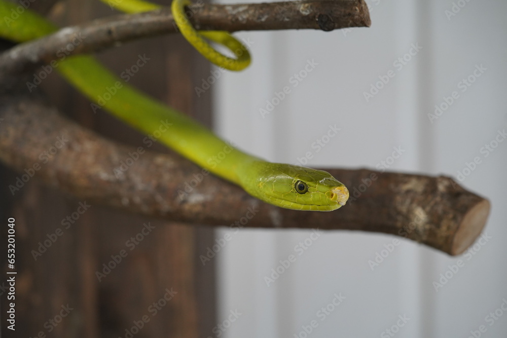 The western green mamba (Dendroaspis viridis) is a long, thin, and ...