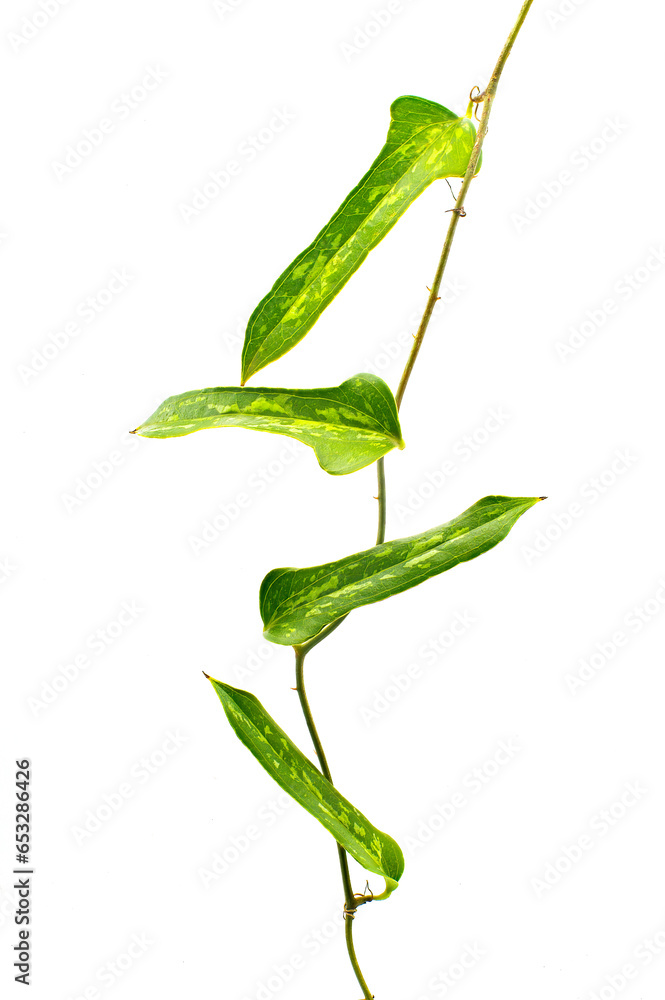 Stock-Foto „Saw greenbrier or green briar - Smilax bona nox - flowering ...
