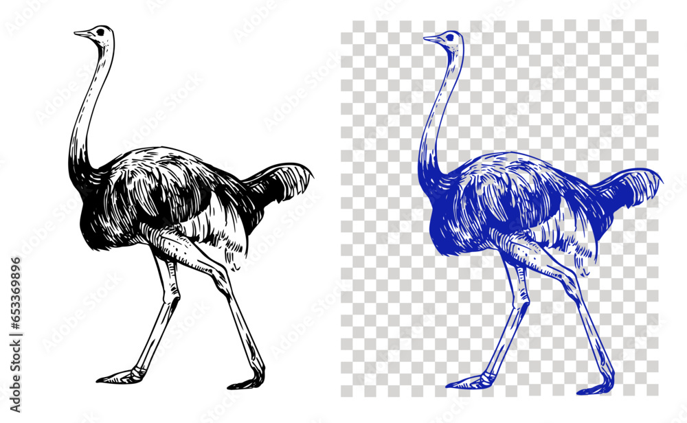 Ostrich sketch illustration. Vector black outline on transparent ...