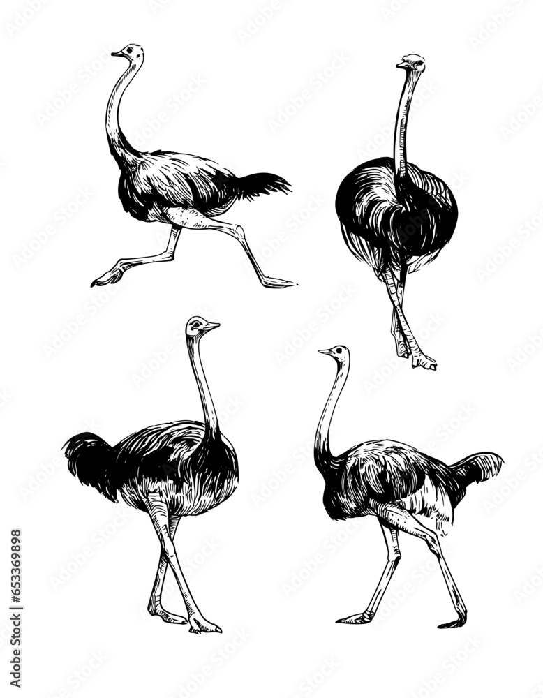 Ostrich sketch illustration. Vector black outline on transparent ...