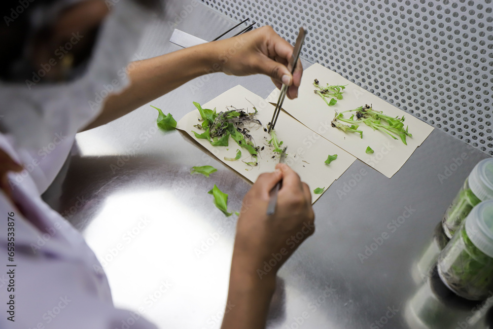 Scientist performing laboratory experiments. Small plant testing ...
