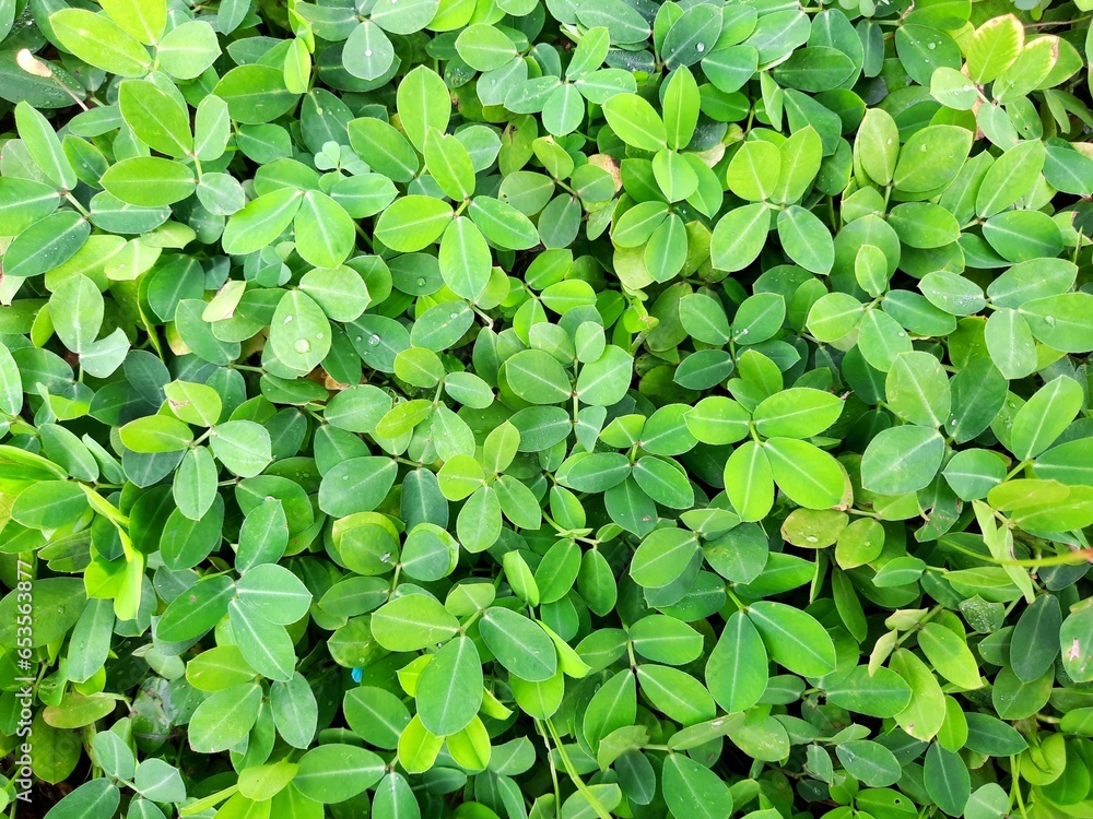 Arachis repens is a species in the family Fabaceae native to Brazil ...