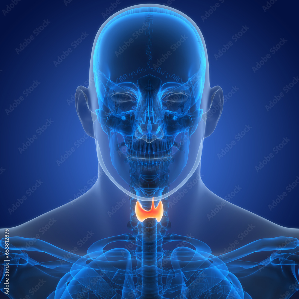 Human Body Glands Thyroid Gland Anatomy Stock Illustration | Adobe Stock