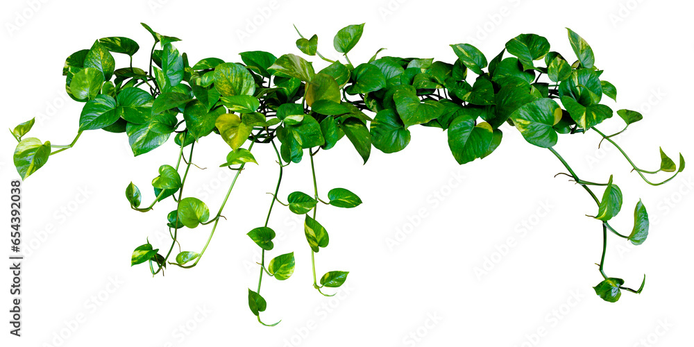 Hanging plant Devil's ivy or golden pothos heart-shaped leaves isolated ...