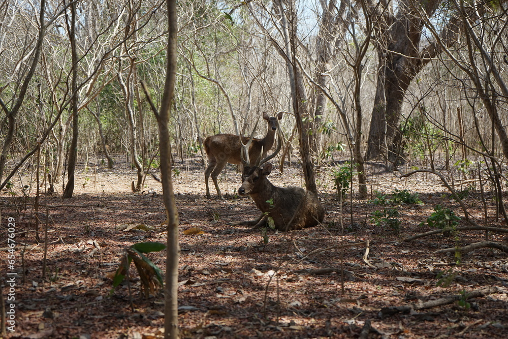 komodo national park bottle nosed deer chilling on the forest floor ...