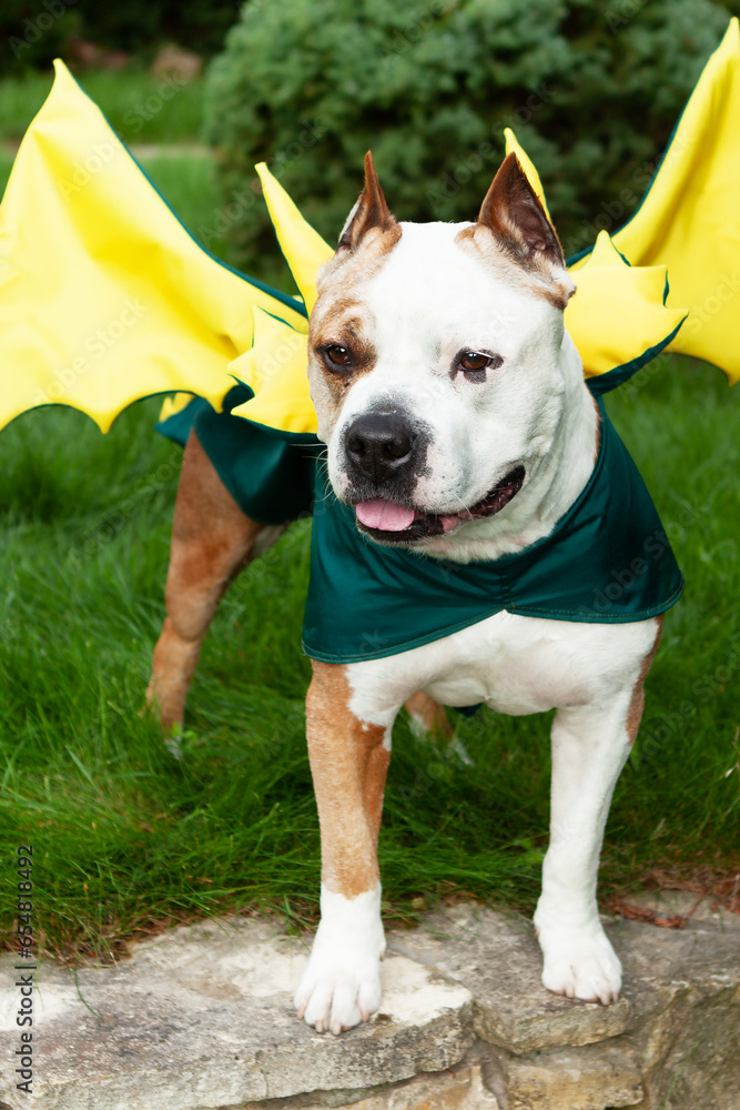 Portrait of an American pit bull terrier dressed in a dragon costume ...