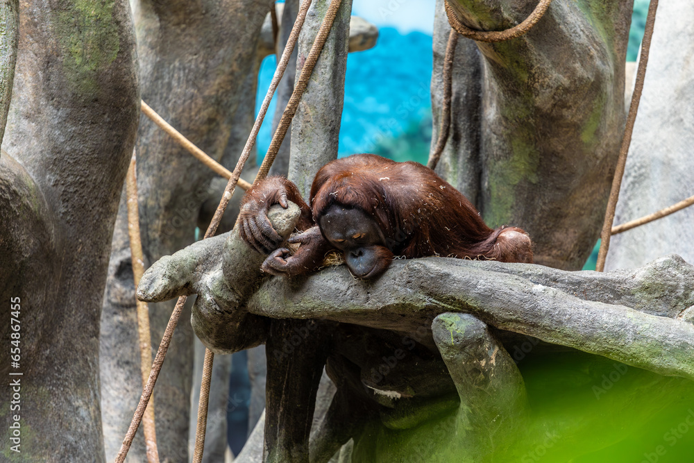 a large orangutan is relaxing on a tree branch in the built forest ...