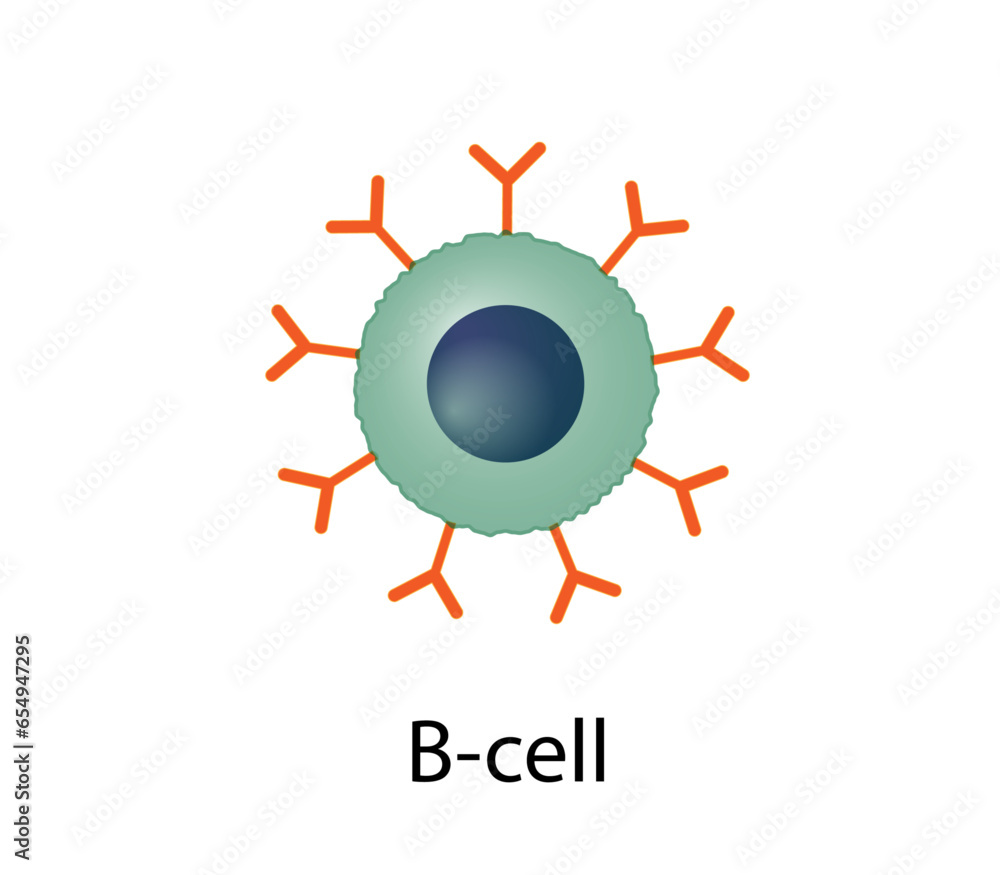 Image vectorielle Stock B-cell leukocytes. Plasma cell and memory B ...