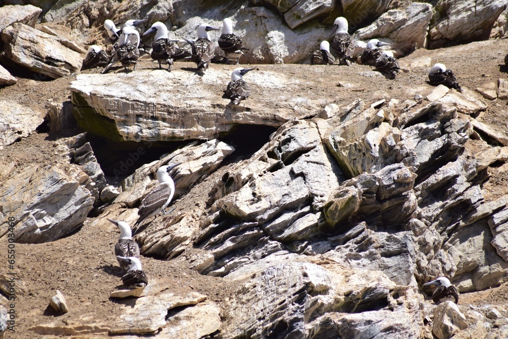 Pacific Ocean Coast in Chile: A stunning blend of rugged cliffs ...