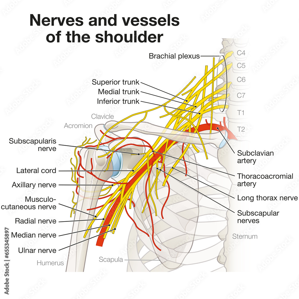 Nerves And Vessels Of The Shoulder. Brachial plexus. Medically ...