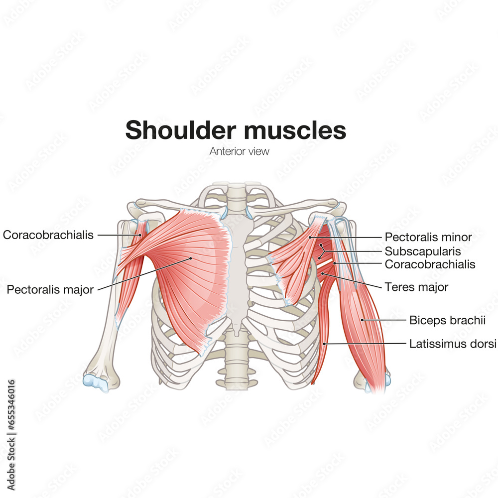 Shoulder Muscles, Anterior View, Superficial And Deep View, Medically Illustration Stock ...