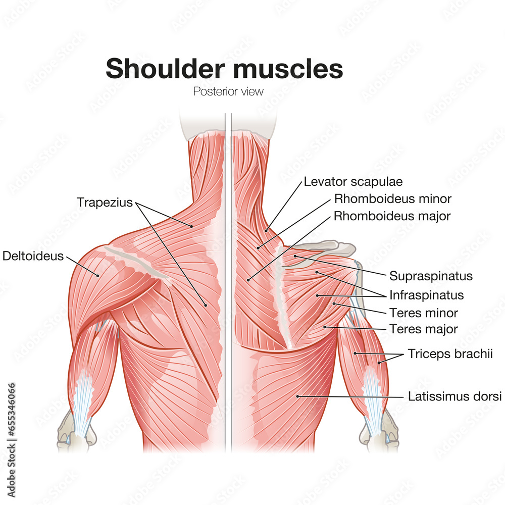 Shoulder Muscles, Posterior View, Superficial And Deep View, Medically Illustration. Labeled ...
